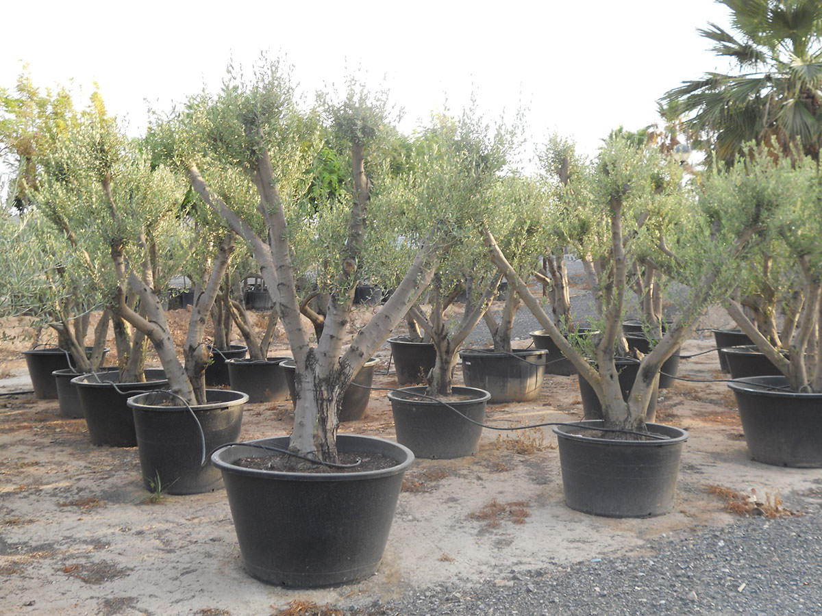 OLEA EUROPEA | PLANTHISPANIA S.L.