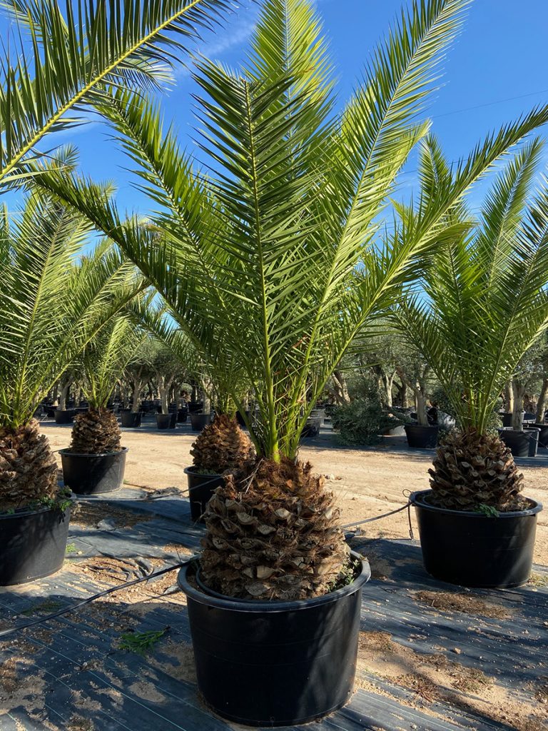 PHOENIX CANARIENSIS | PLANTHISPANIA S.L.